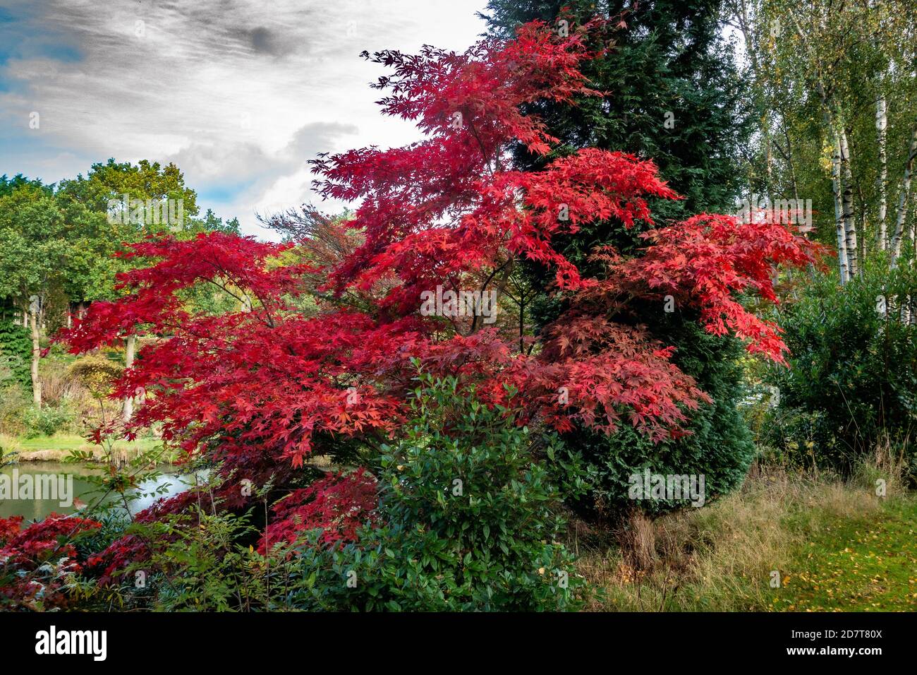 fantastic red Japanese Maple tree in pretty garden Stock Photo - Alamy