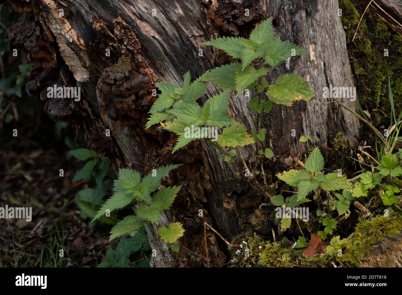 European nettle tree hi-res stock photography and images - Alamy