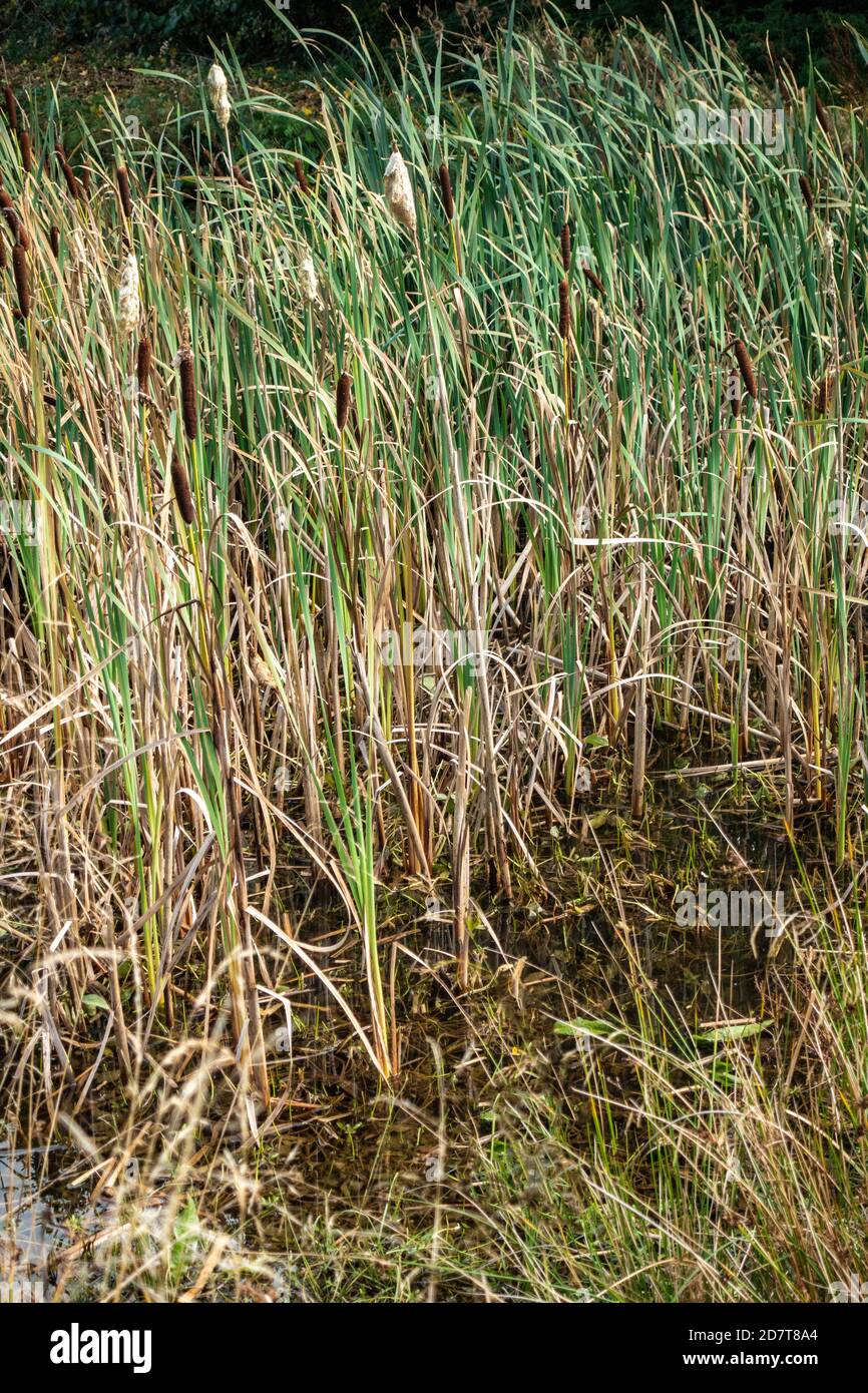 close up of pond reeds and grasses in a country garden Stock Photo - Alamy