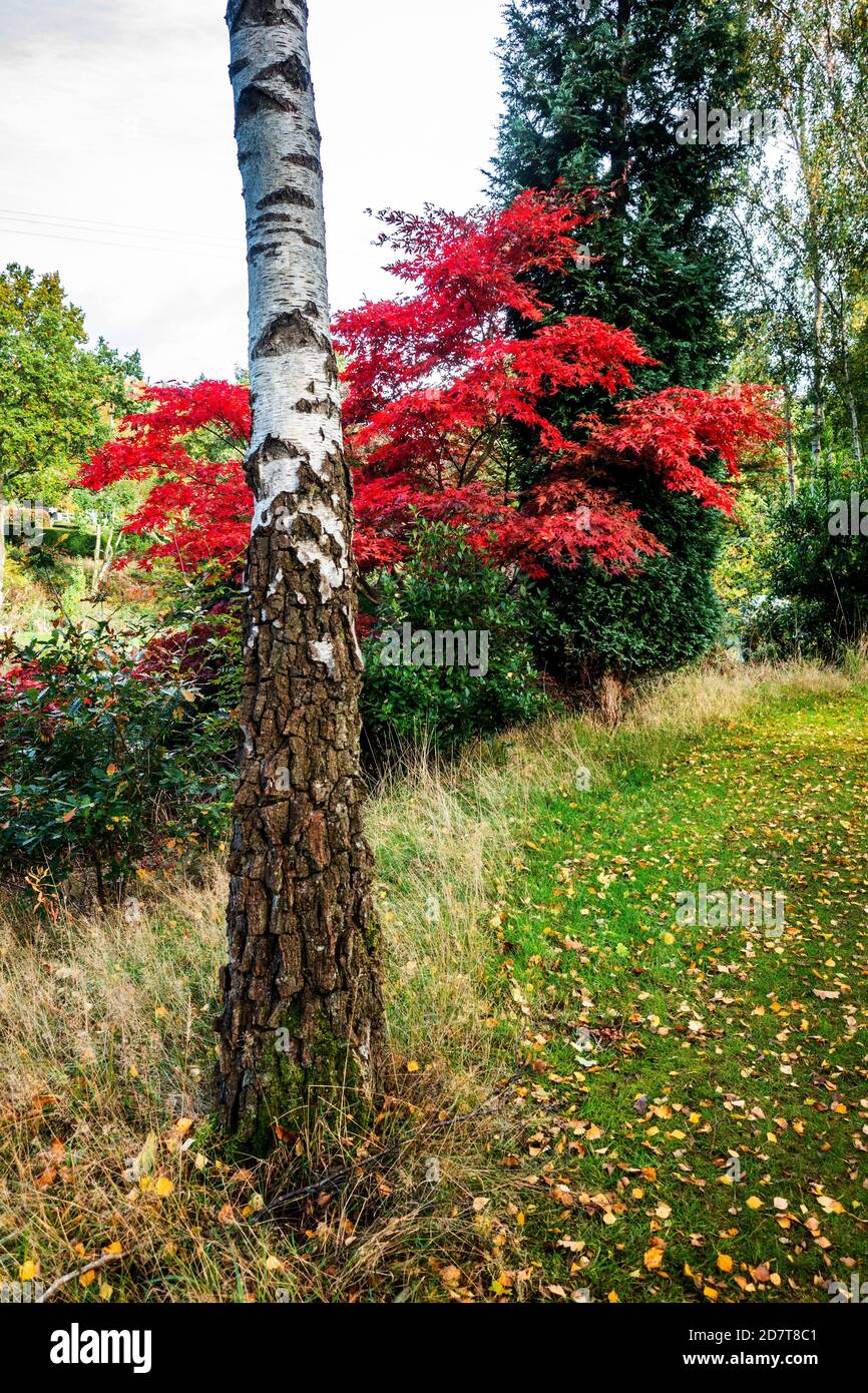 fantastic red Japanese Maple tree in pretty garden Stock Photo - Alamy