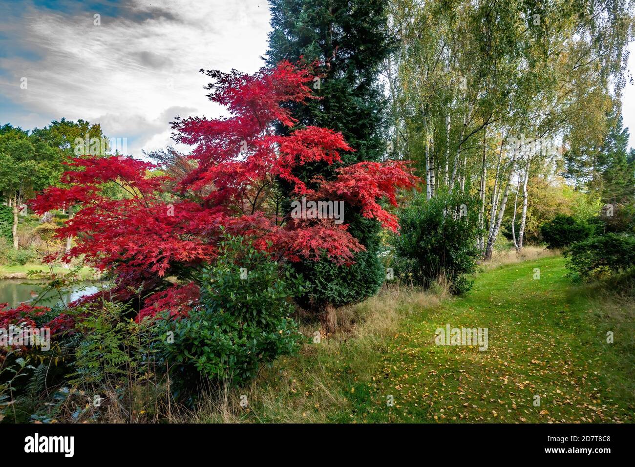 fantastic red Japanese Maple tree in pretty garden Stock Photo - Alamy