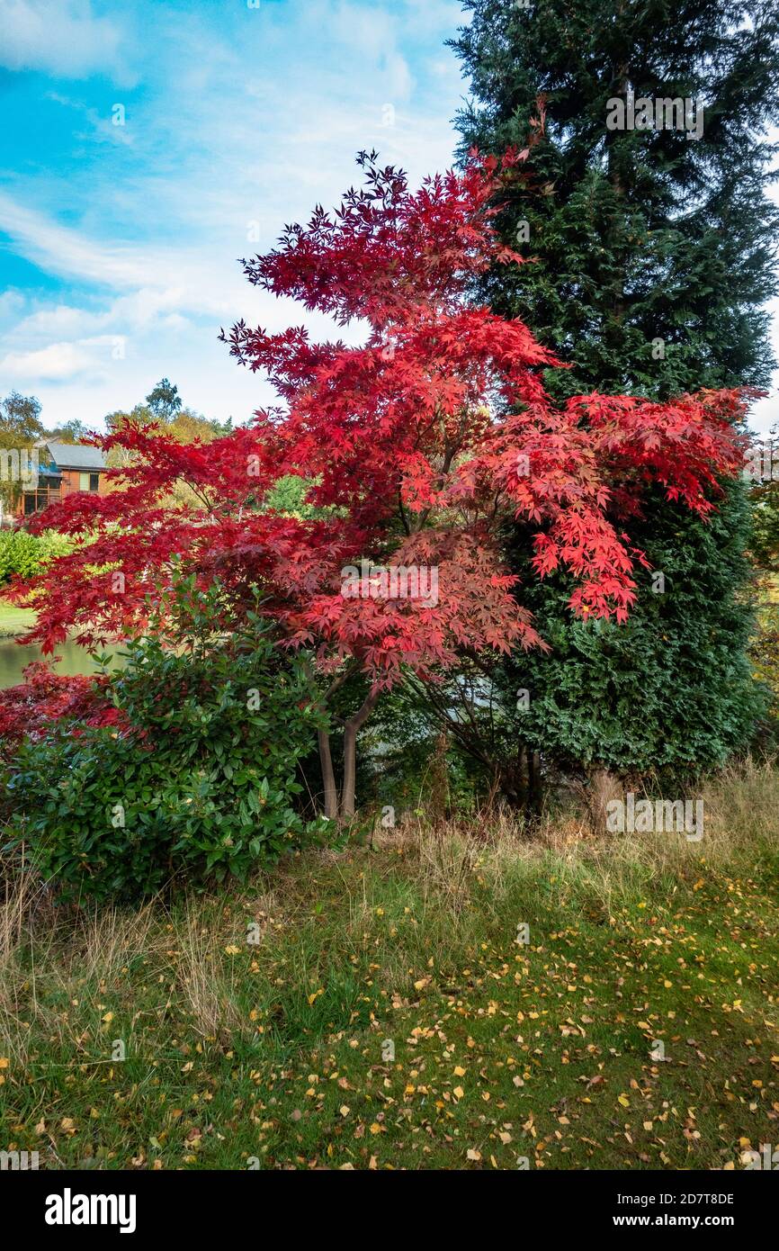 fantastic red Japanese Maple tree in pretty garden Stock Photo - Alamy
