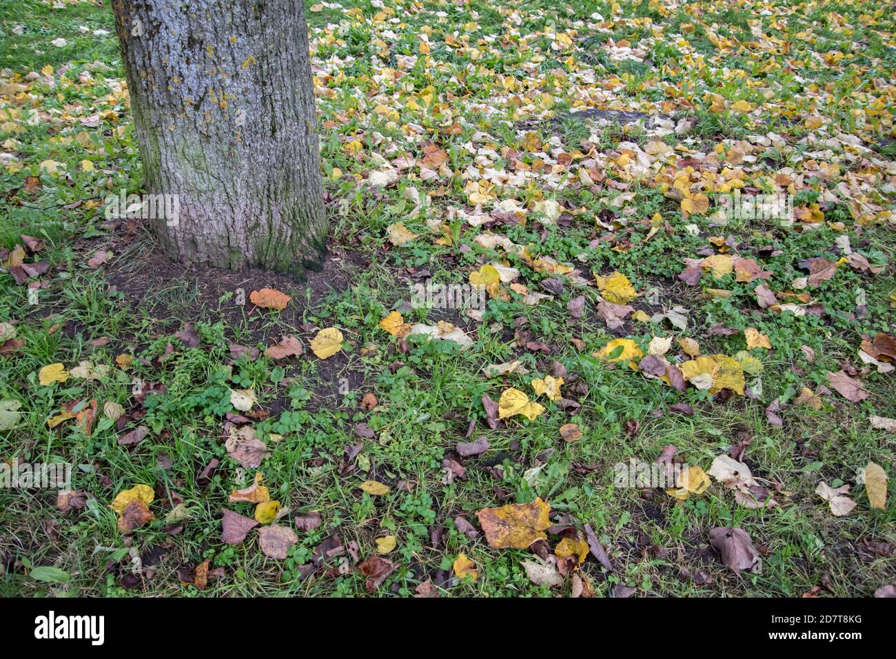 Grass covered in dead leaves hi-res stock photography and images - Alamy