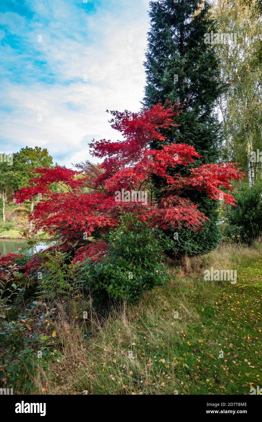 fantastic red Japanese Maple tree in pretty garden Stock Photo - Alamy