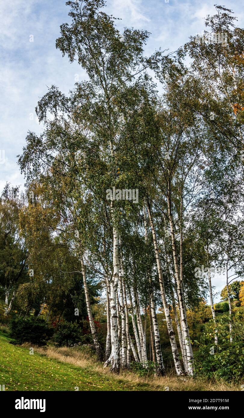 Birch Trees Garden Uk High Resolution Stock Photography and Images - Alamy Birch Trees Garden Uk High Resolution Stock Photography and Images - Alamy