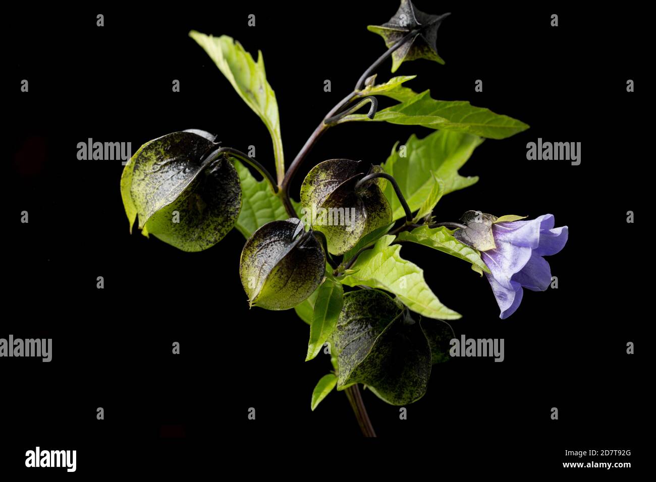 Blue roadside flower hi-res stock photography and images - Alamy