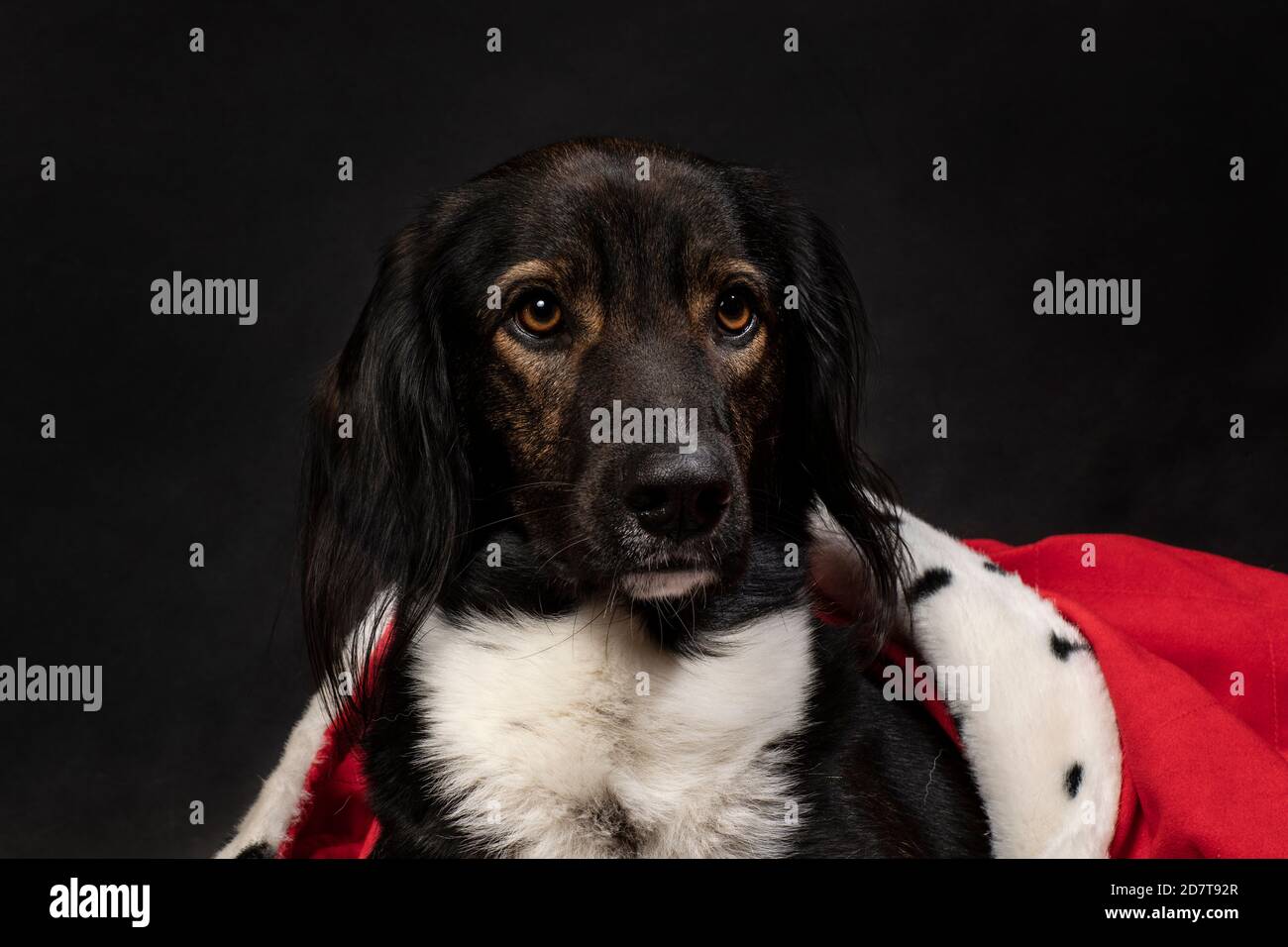 Royal dog wearing a red mantle on a dark black background. A portrait ...