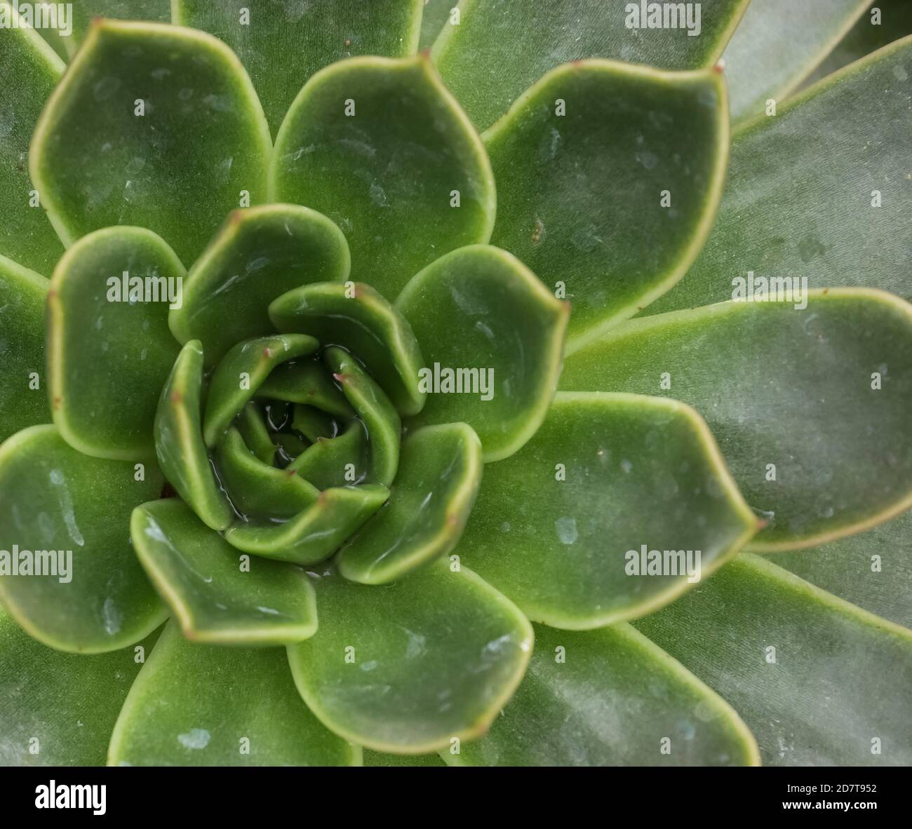 Closeup of a succulent texture Stock Photo - Alamy