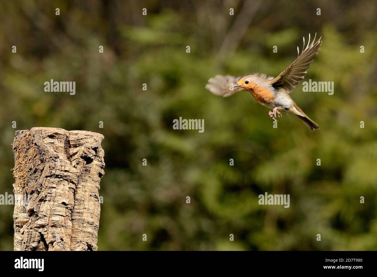 Robin In Flight High Resolution Stock Photography and Images - Alamy