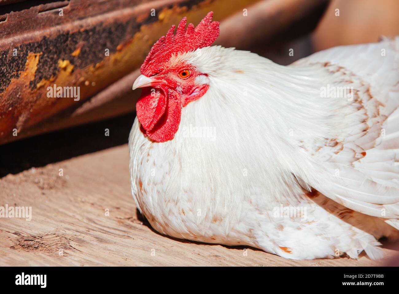 A Hen in Arizona USA Stock Photo - Alamy