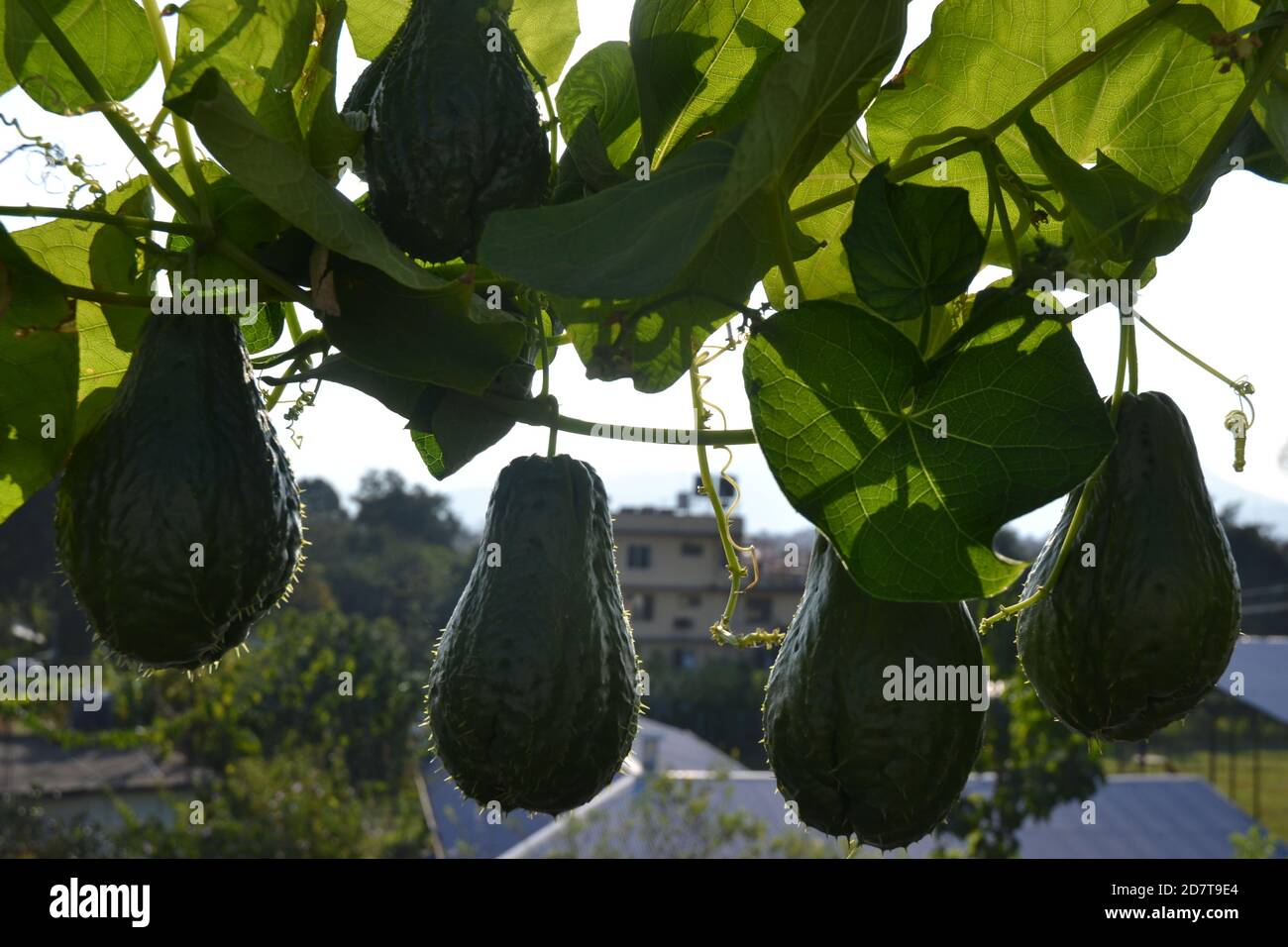 Sayote farming hi-res stock photography and images - Alamy