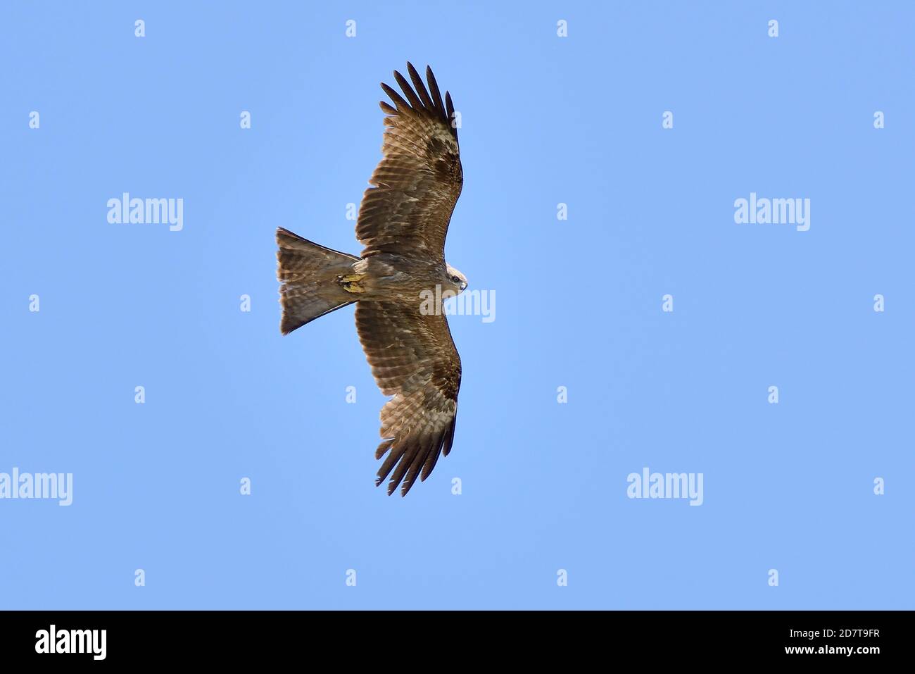 Booted Eagle High Resolution Stock Photography and Images - Alamy