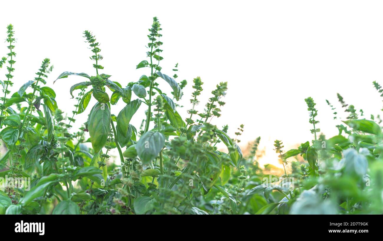 Blooming sweet basil plants with nature backlit isolated on white ...