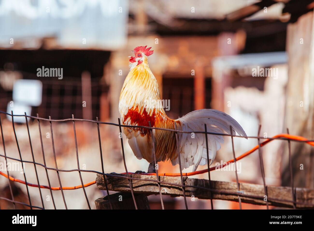 Brown shaver chicken hi-res stock photography and images - Alamy