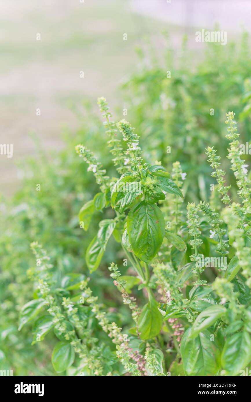 Flowering sweet basil plants with dried petals and grass lawn in ...