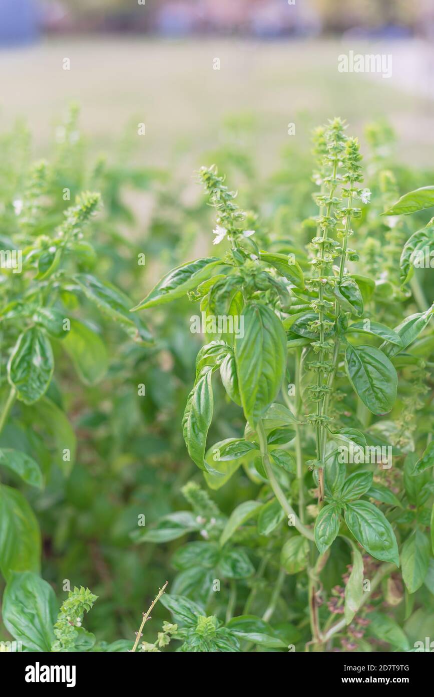Flowering sweet basil plants with dried petals and grass lawn in ...