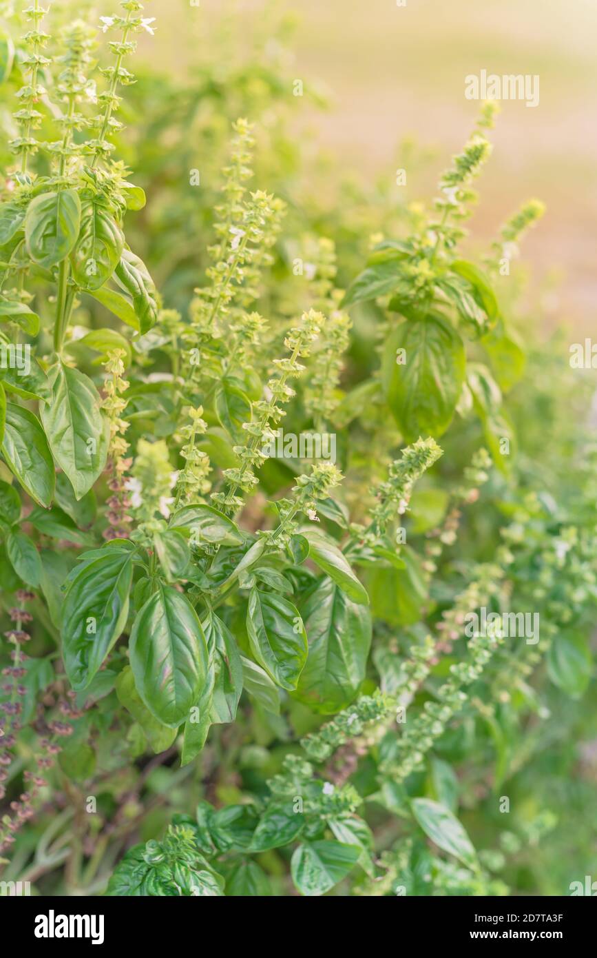 Flowering sweet basil plants with dried petals and grass lawn in ...