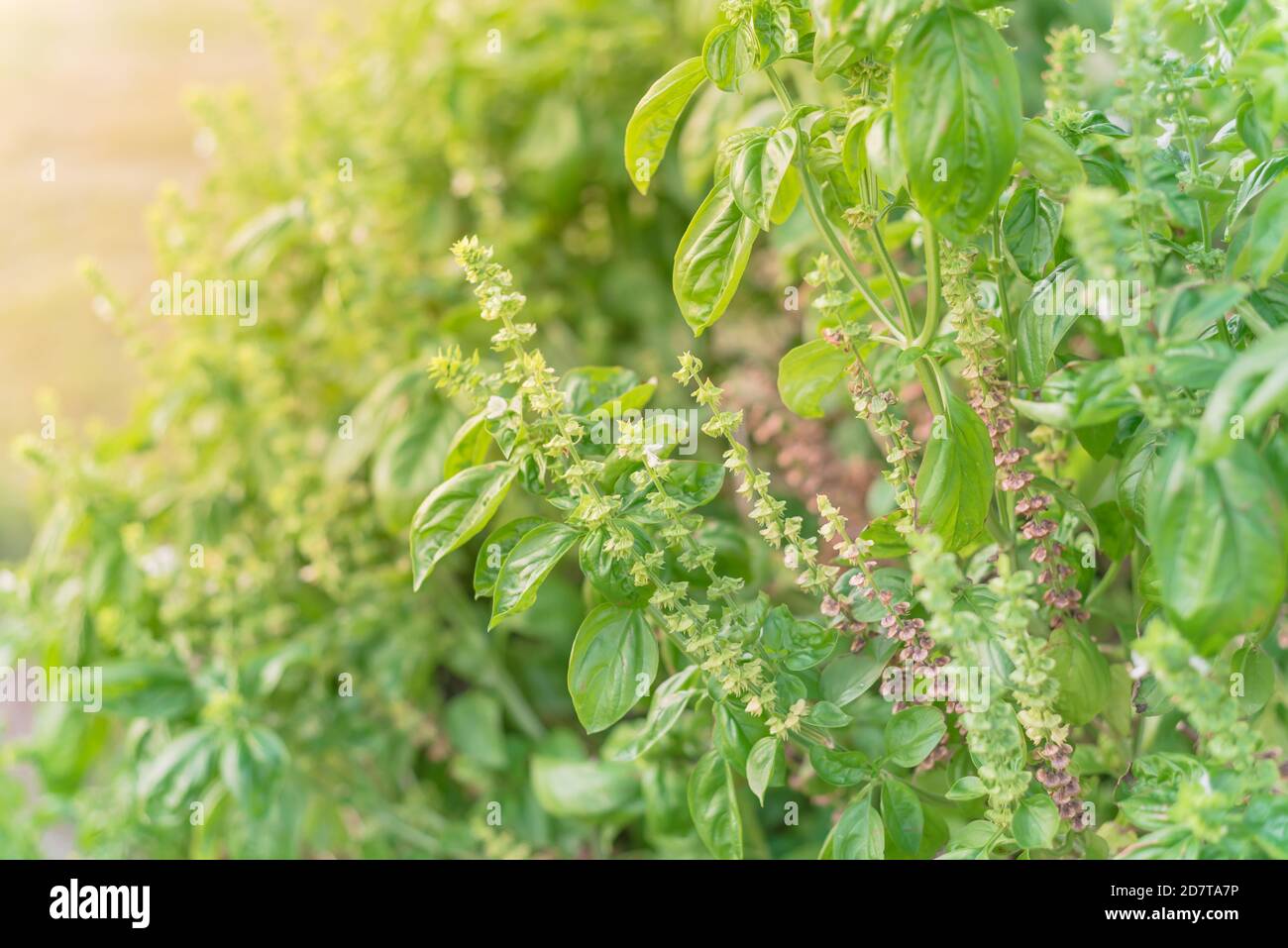 Flowering sweet basil plants with dried petals and grass lawn in ...