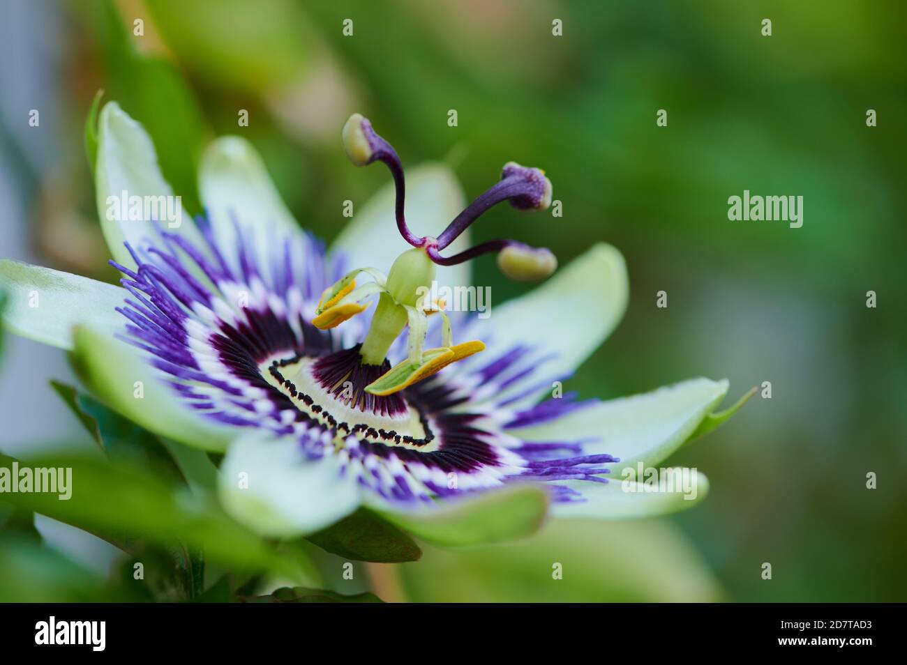 macro photo of the common passion flower, passiflora caerulea Stock ...