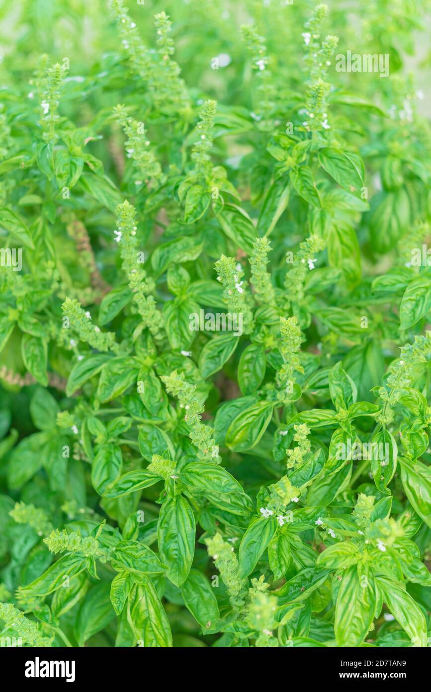 Full background view of blooming sweet basil flower and white petals at ...