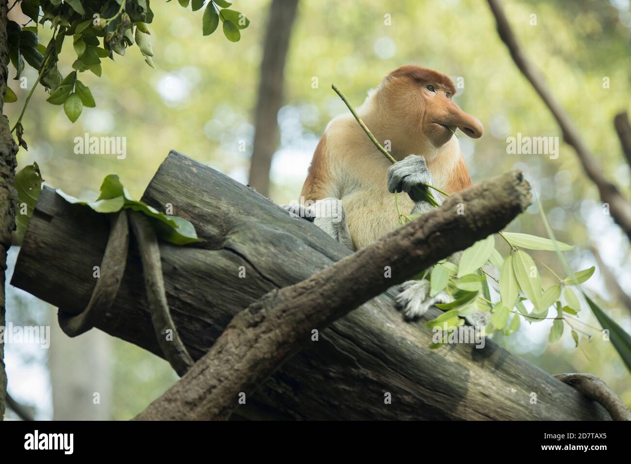 Big nose monkey hi-res stock photography and images - Alamy