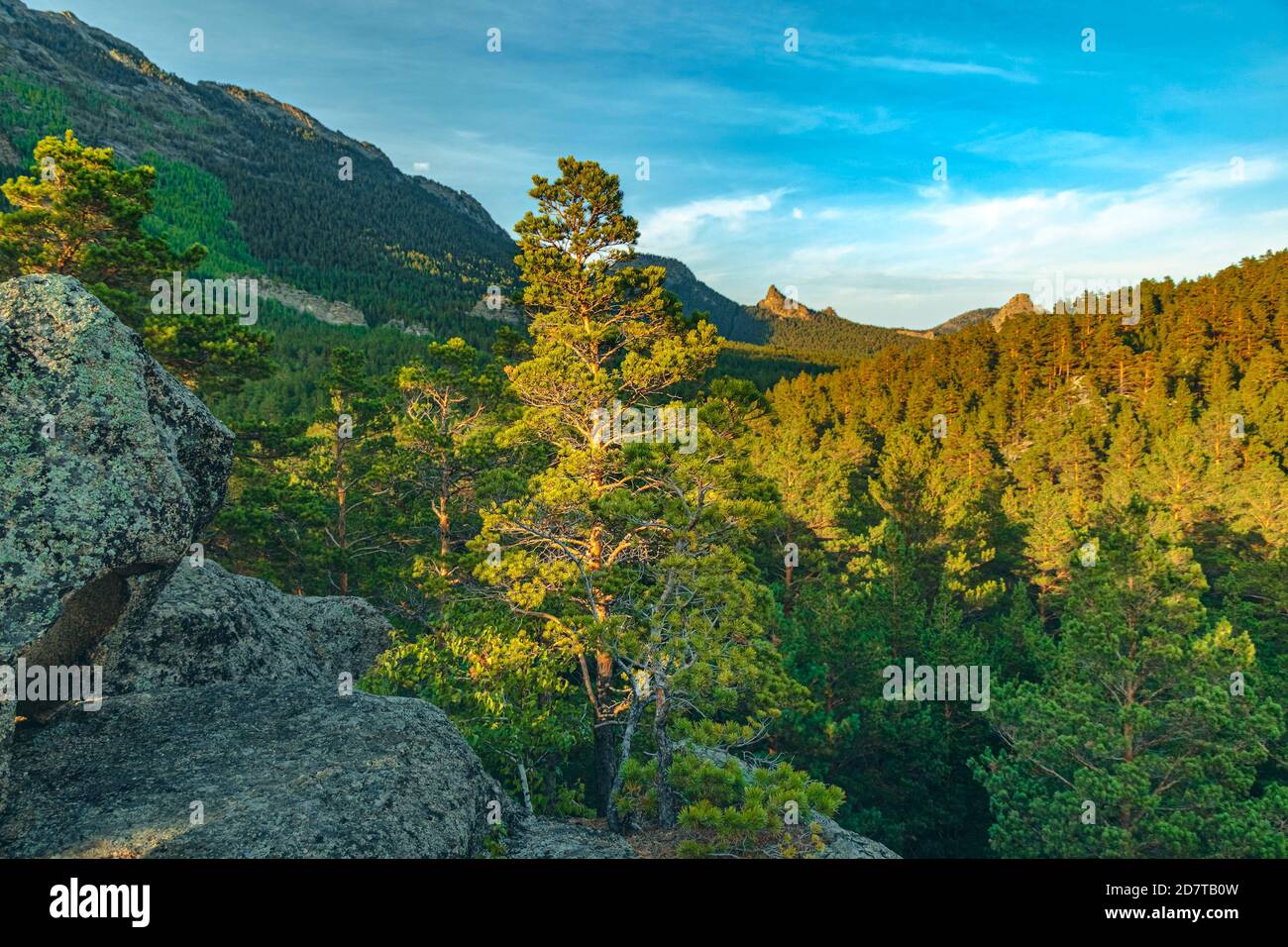 Pine tree on the mountain on forest background. Mountain landscape with ...