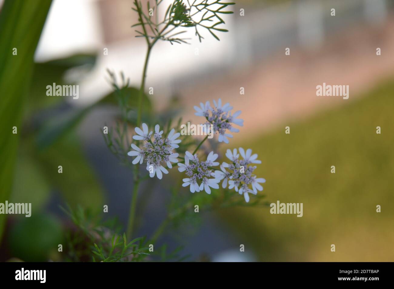 Coriander flowers hi-res stock photography and images - Alamy