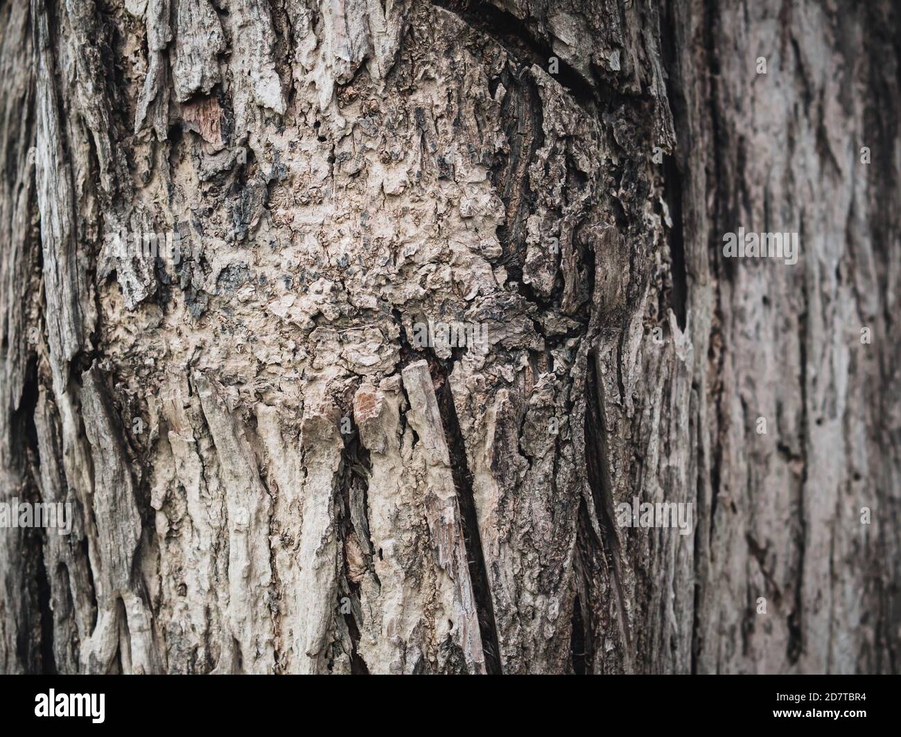 Rugged Wood Texture Rough Pine Tree abstract texture surface Background ...