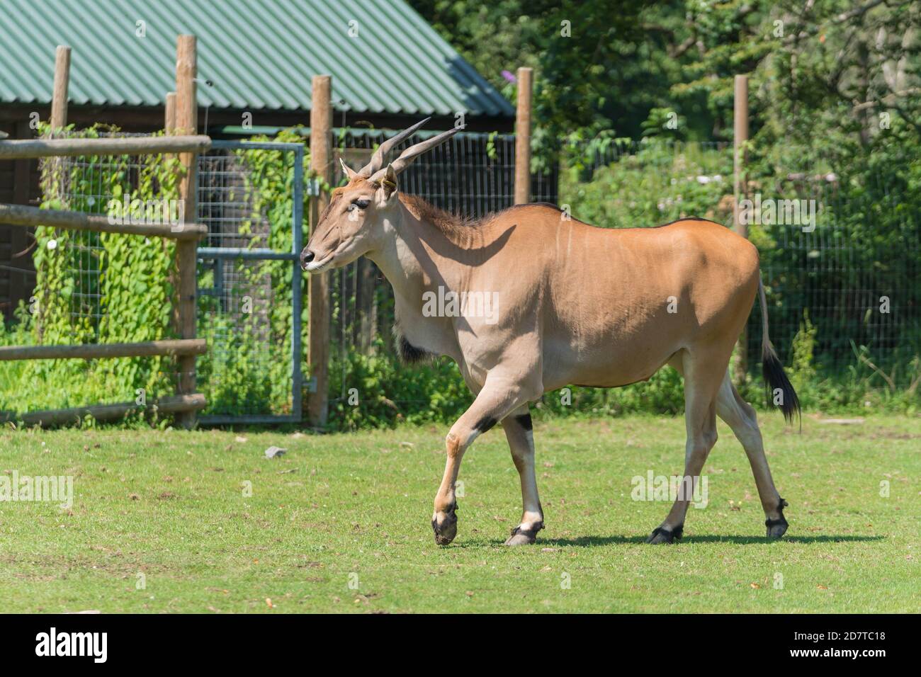 Species of oryx hi-res stock photography and images - Alamy