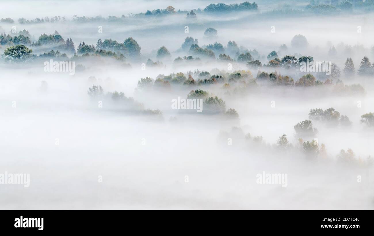 Mist wrapped wild forest hi-res stock photography and images - Alamy