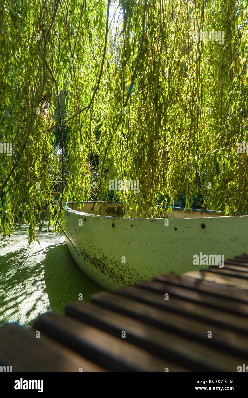 Rowing boat beneath Willow tree. Leominster Herefordshire UK. September ...