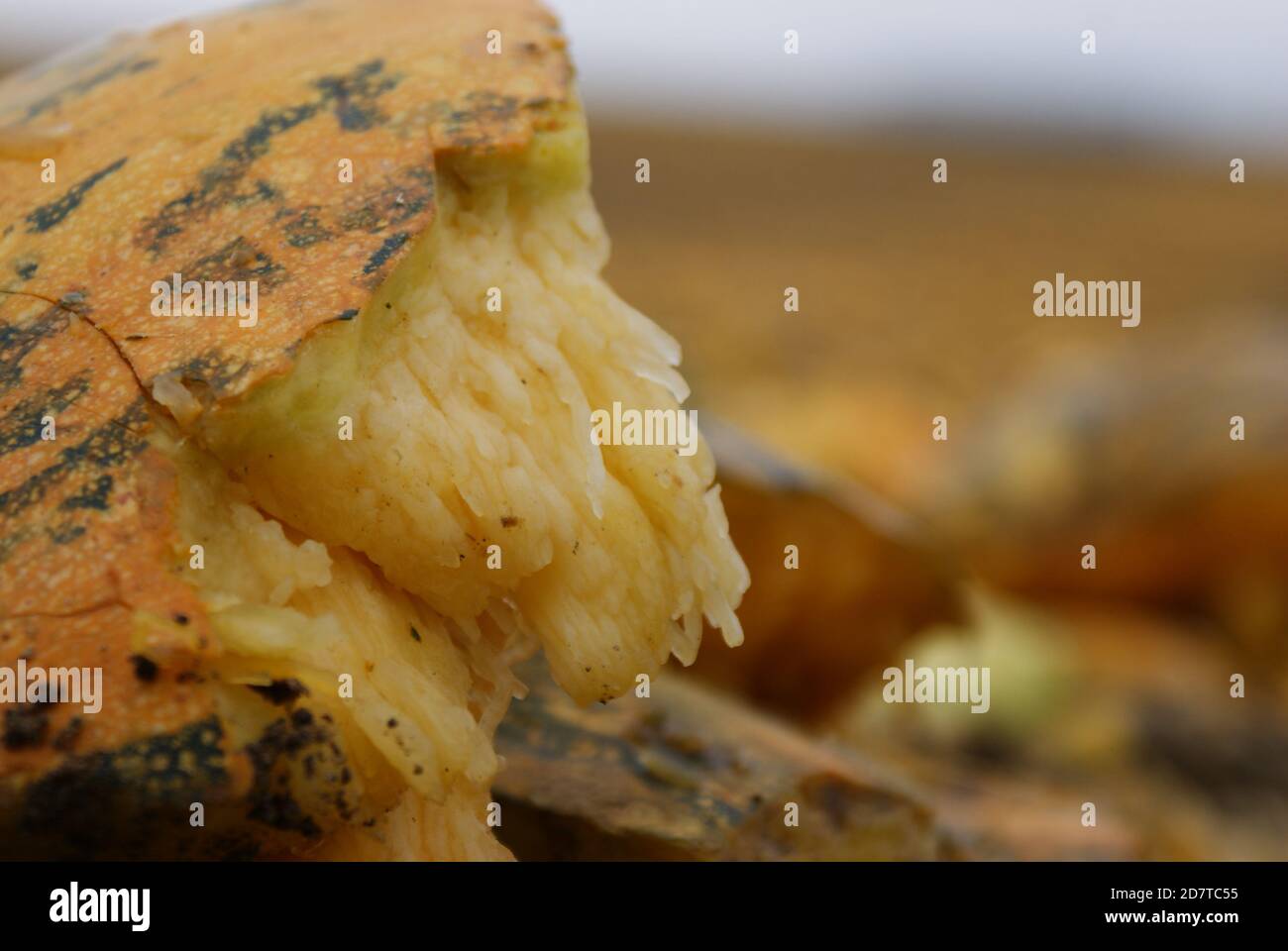 Closeup of spoiled pumpkin texture discarded outside Stock Photo - Alamy