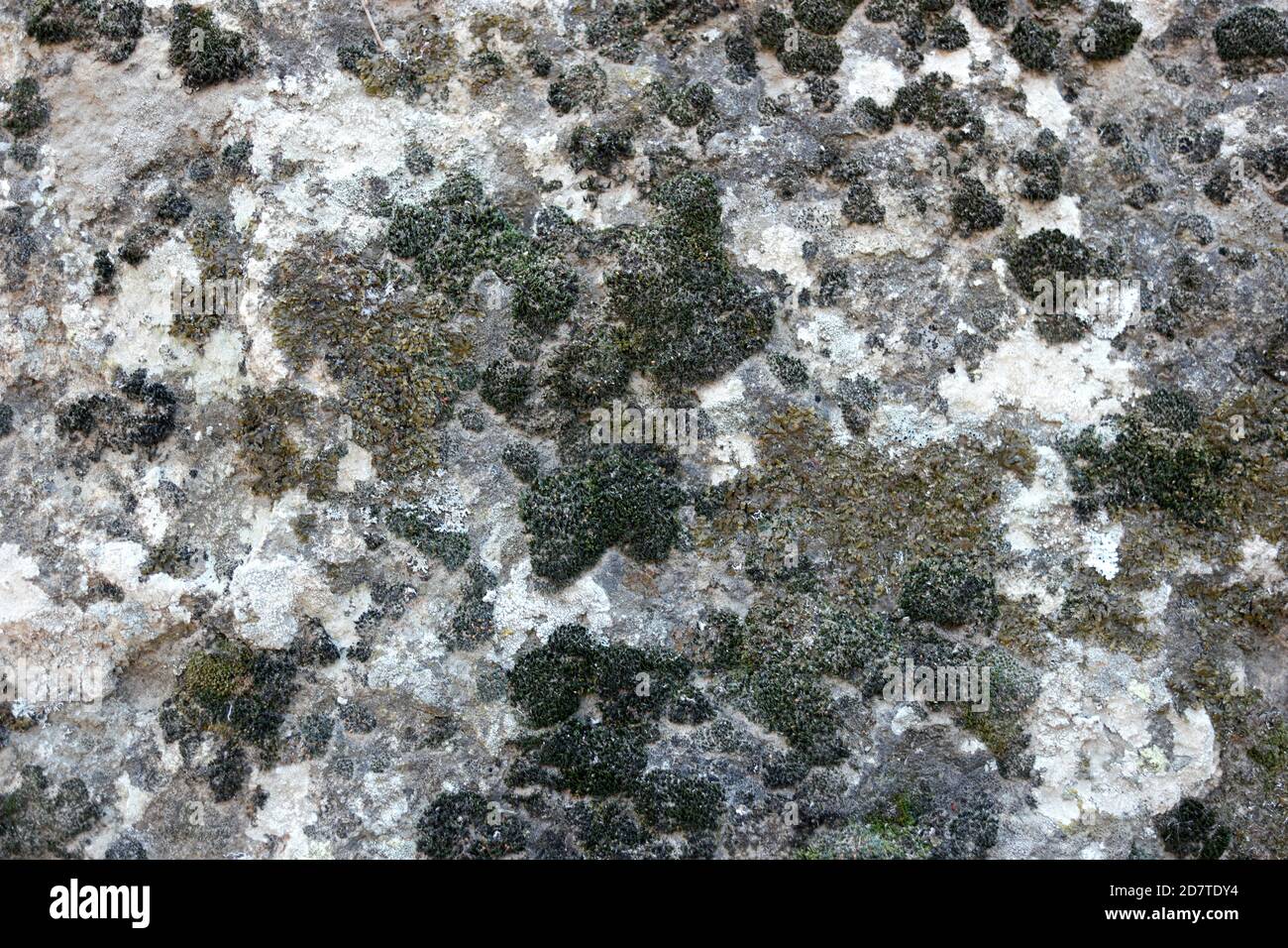 Rock fungus texture Stock Photo - Alamy