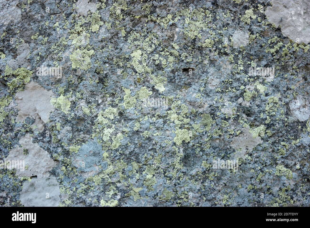 Rock fungus texture Stock Photo - Alamy