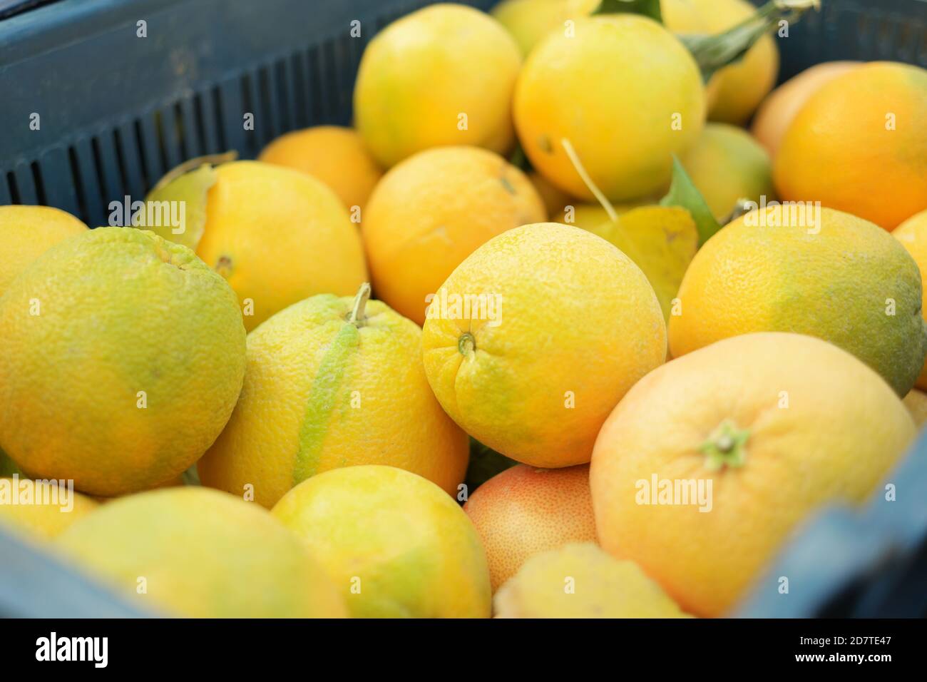 Pile of freshly picked oranges in basket Stock Photo - Alamy
