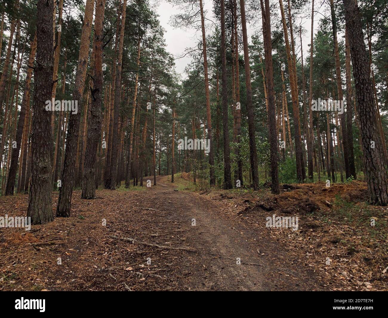 Pine tree forest in autunm Stock Photo - Alamy