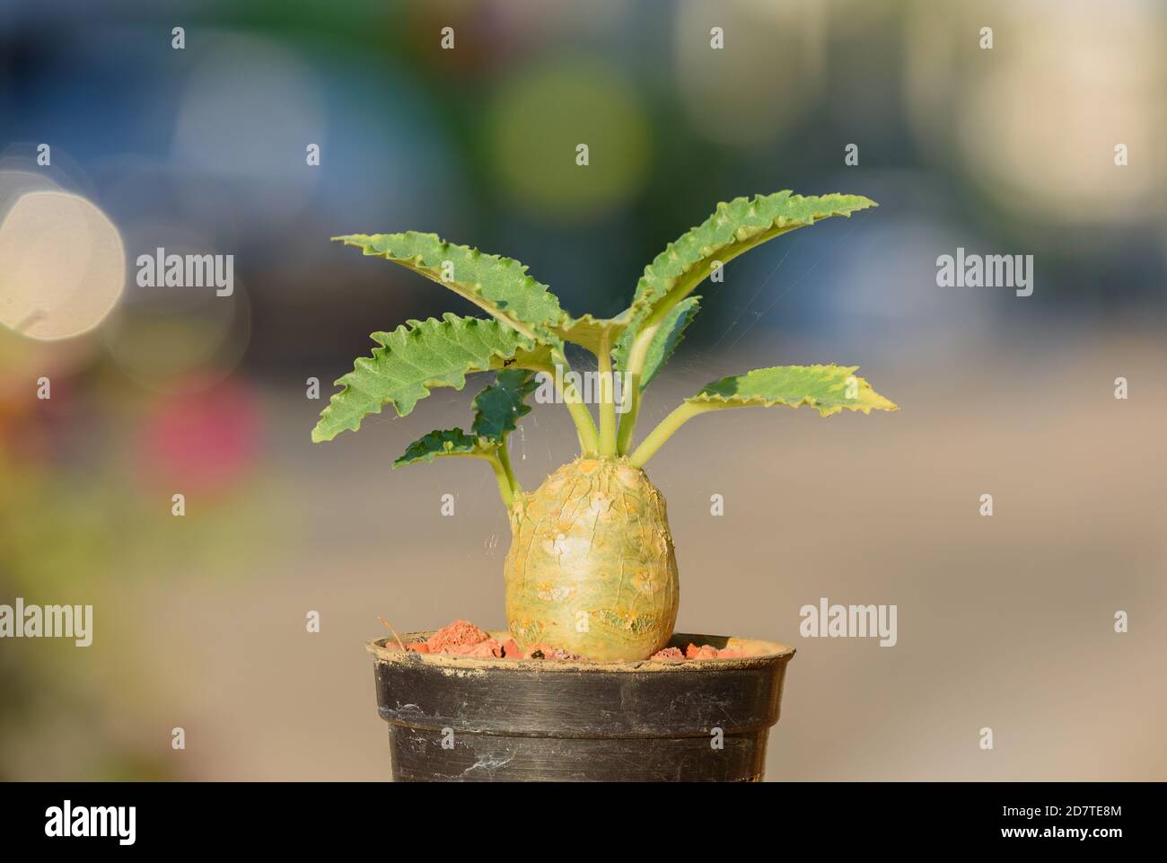 Coconut spider hi-res stock photography and images - Alamy