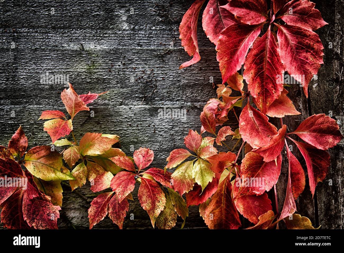 Russian Vine in Autumn Colours Stock Photo - Alamy