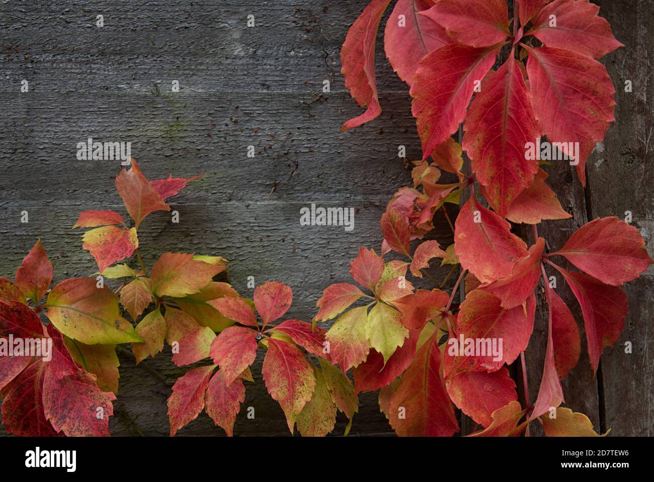 Russian Vine in Autumn Colours Stock Photo - Alamy