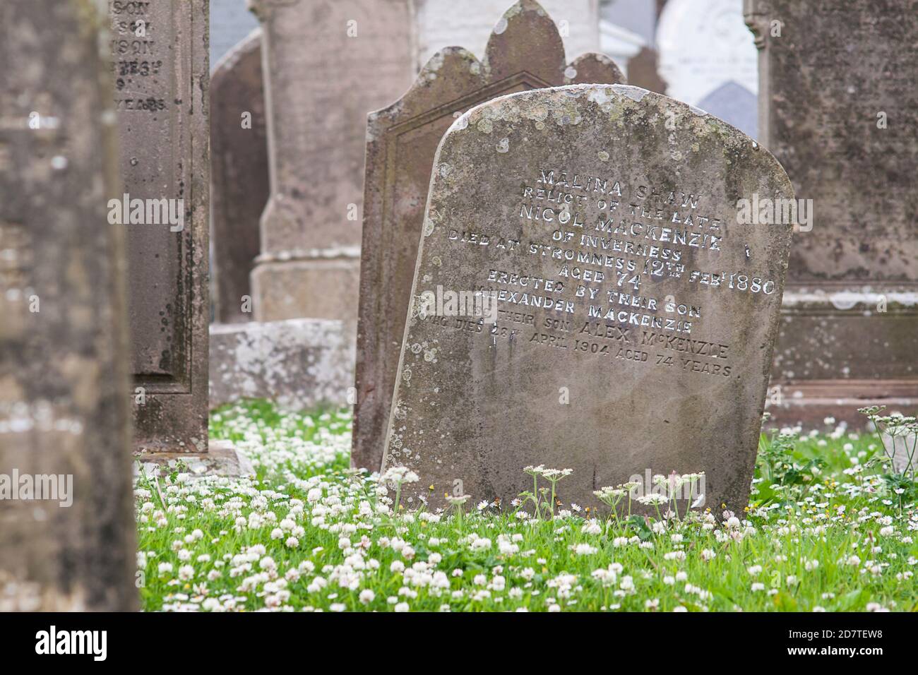 Old headstones on the scottish cemetery in Stromness with spring ...