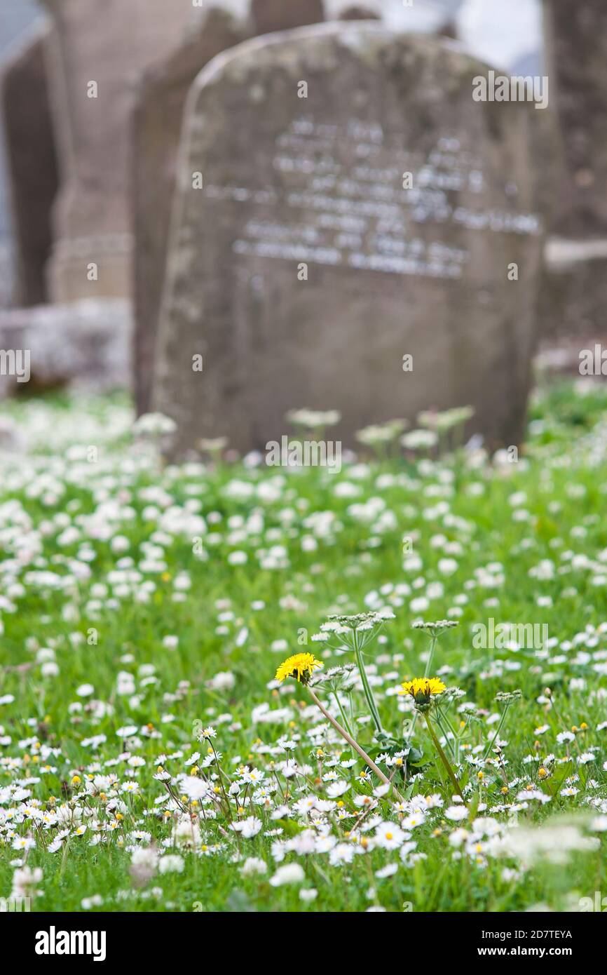 Spring flowers on scottish cemetery in Stromness on Orkney islands ...