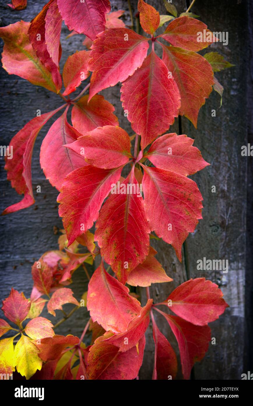Russian Vine in Autumn Colours Stock Photo - Alamy