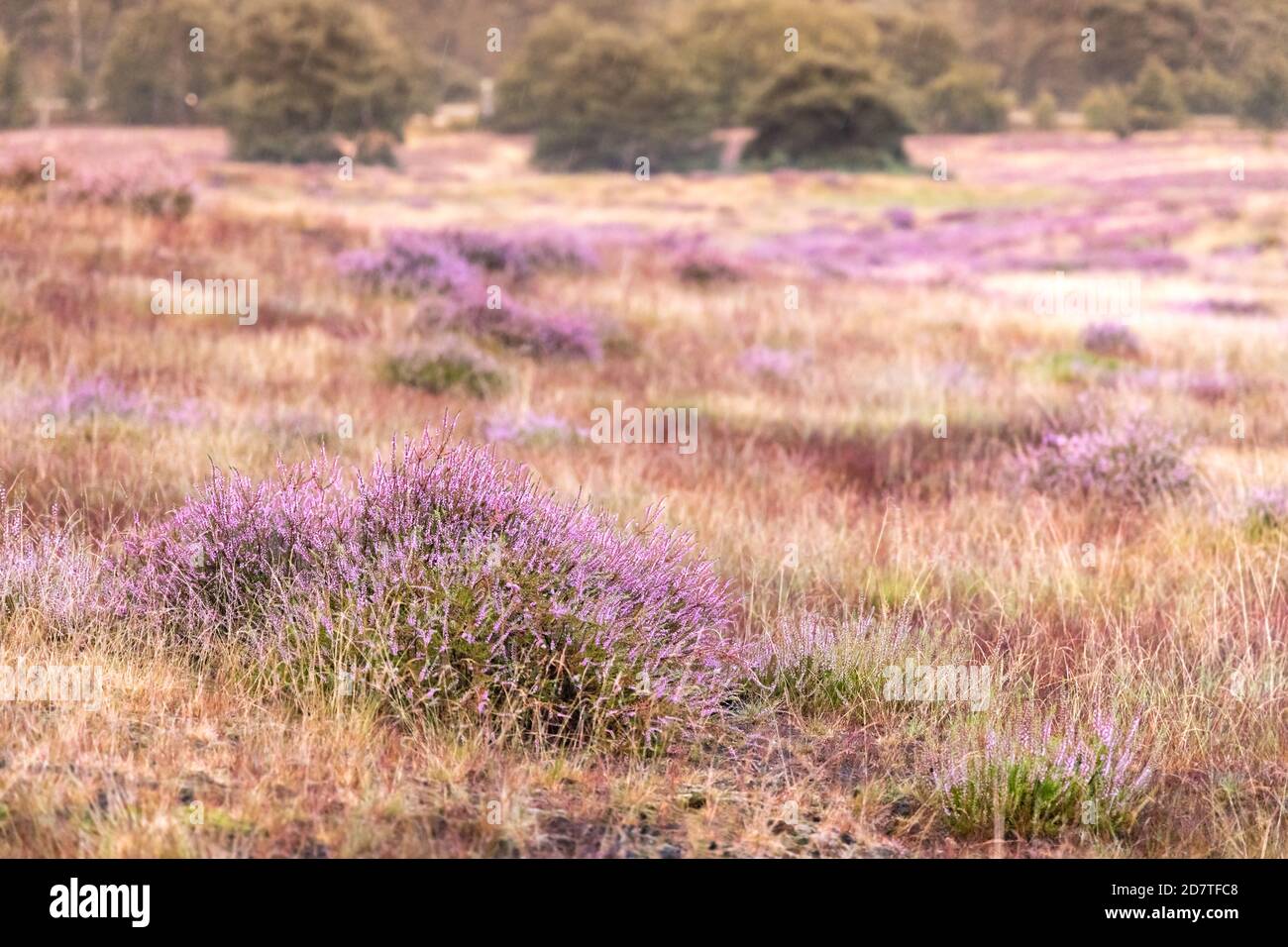 Heather is an important food source for various sheep and deer which ...