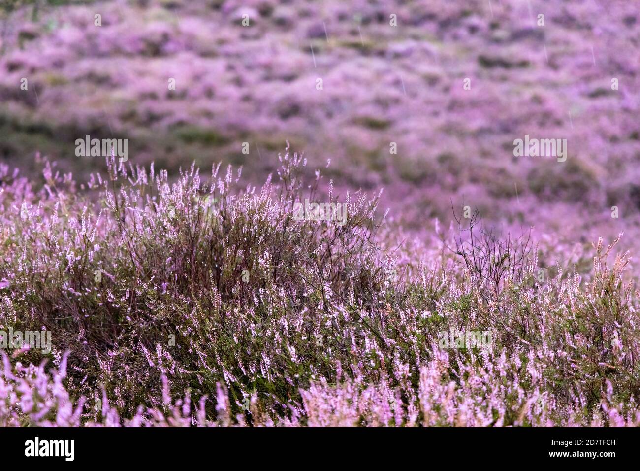 Heather is an important food source for various sheep and deer which ...