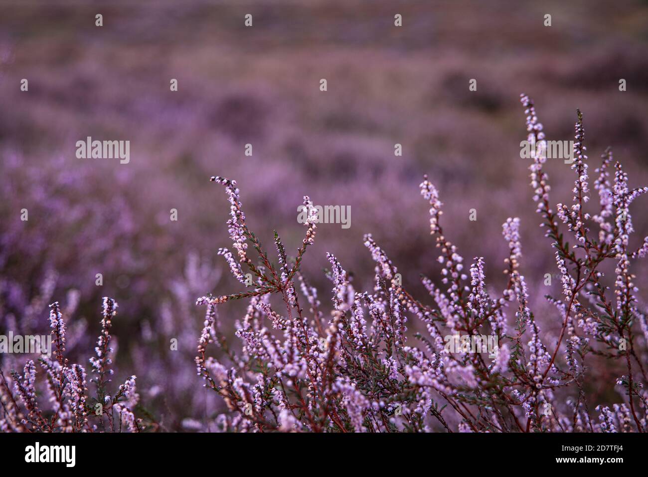 Heather is an important food source for various sheep and deer which ...