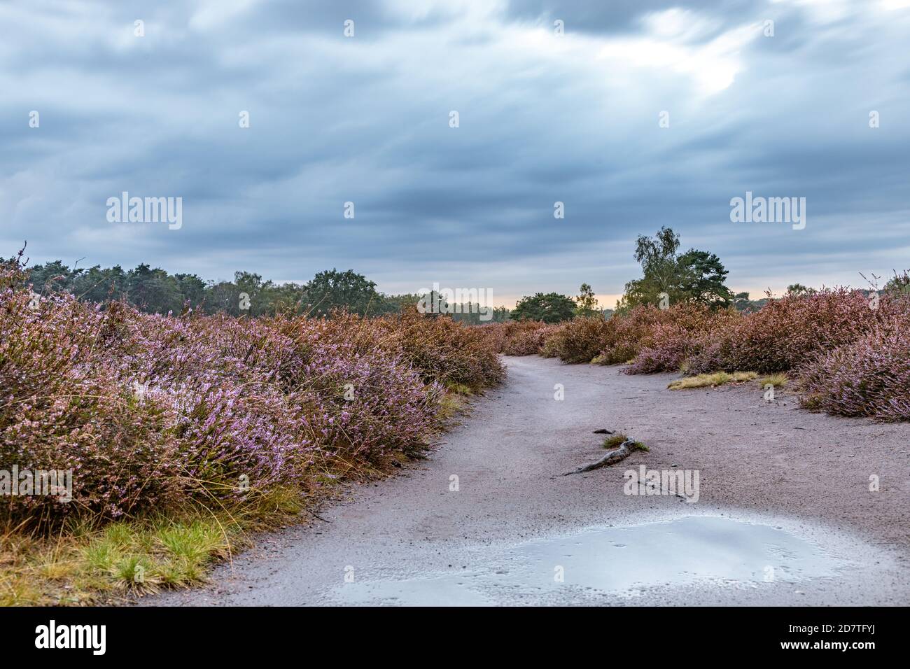 most widely distributed type, known as Calluna vulgaris or Common ...