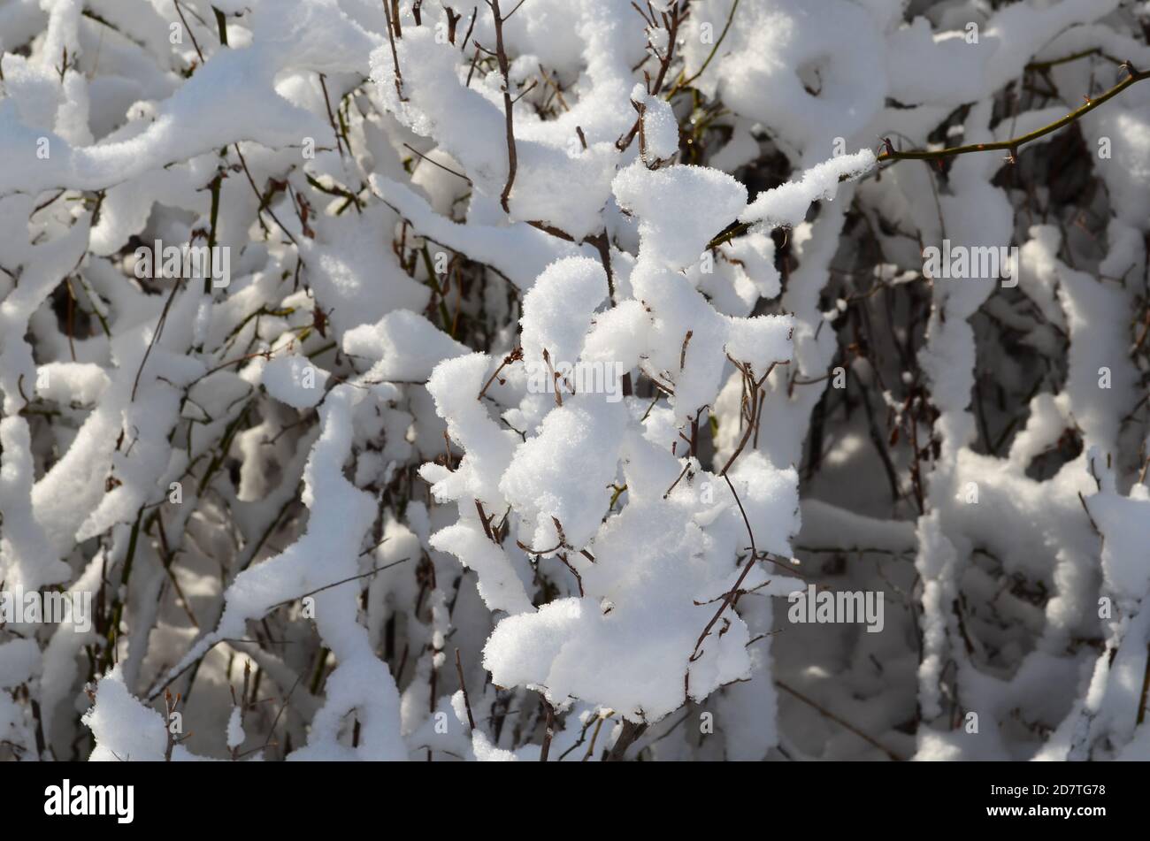 Fresh snow fall clinging to branches in the Northeast Stock Photo - Alamy