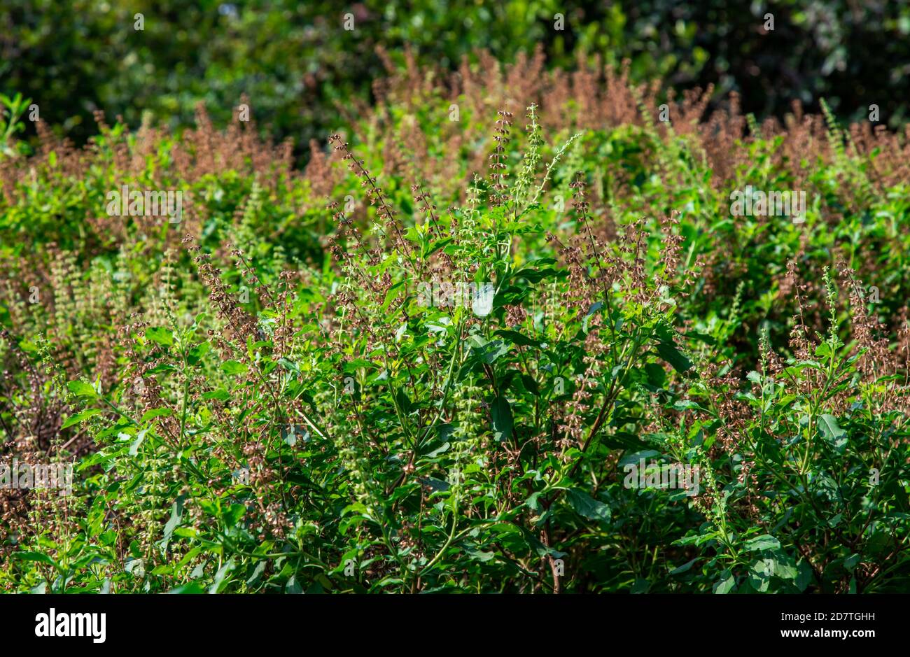 Top of the basil tree in the garden with blur background. Thai basil ...