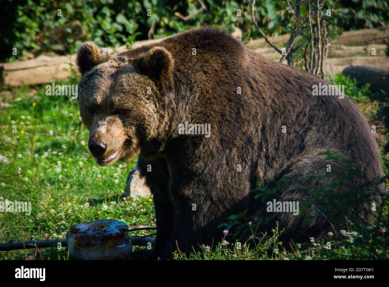 Bears eating fruit hi-res stock photography and images - Alamy