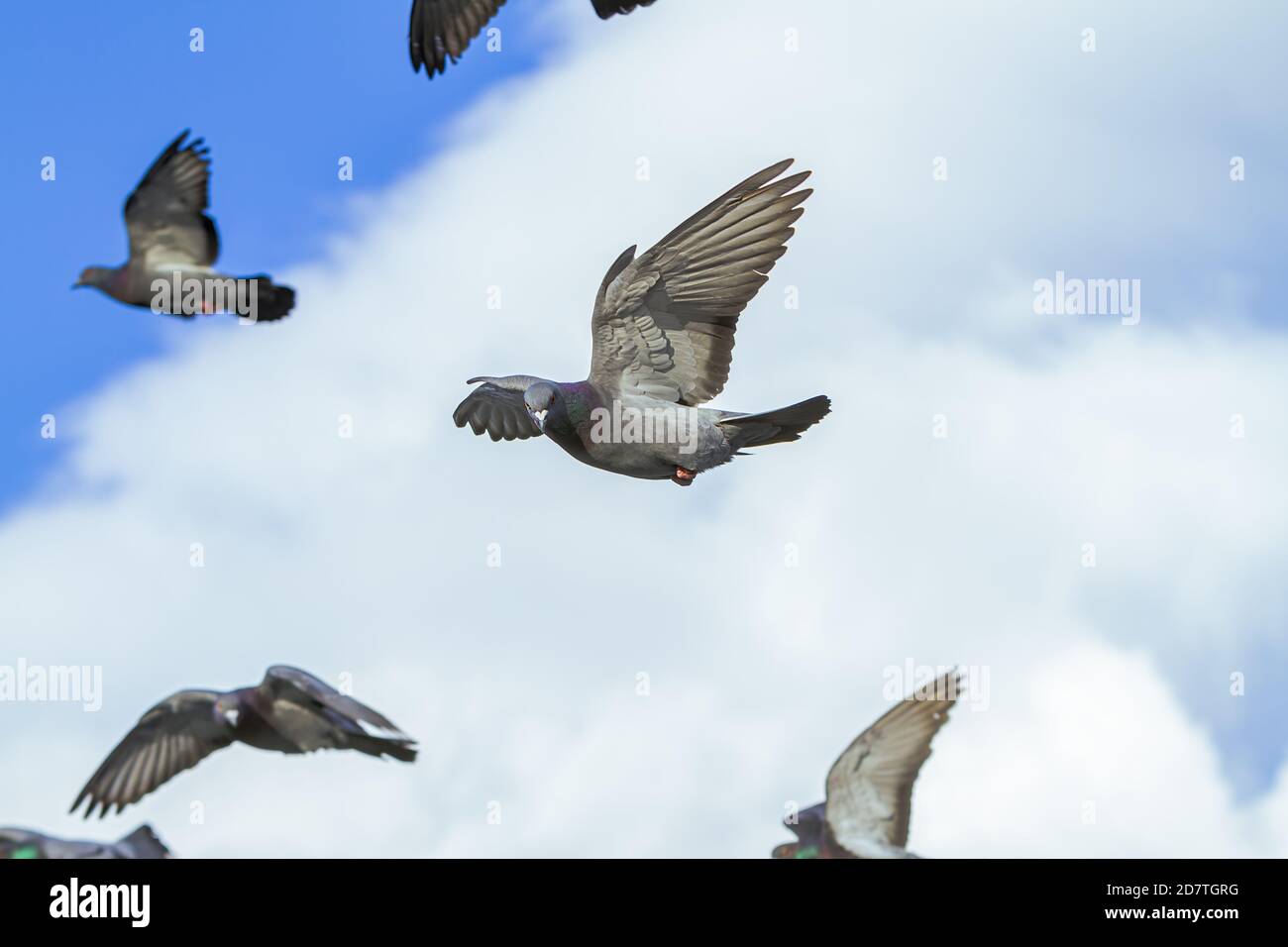Low angle shot of a flock of pigeons flying under a cloudy sky Stock ...